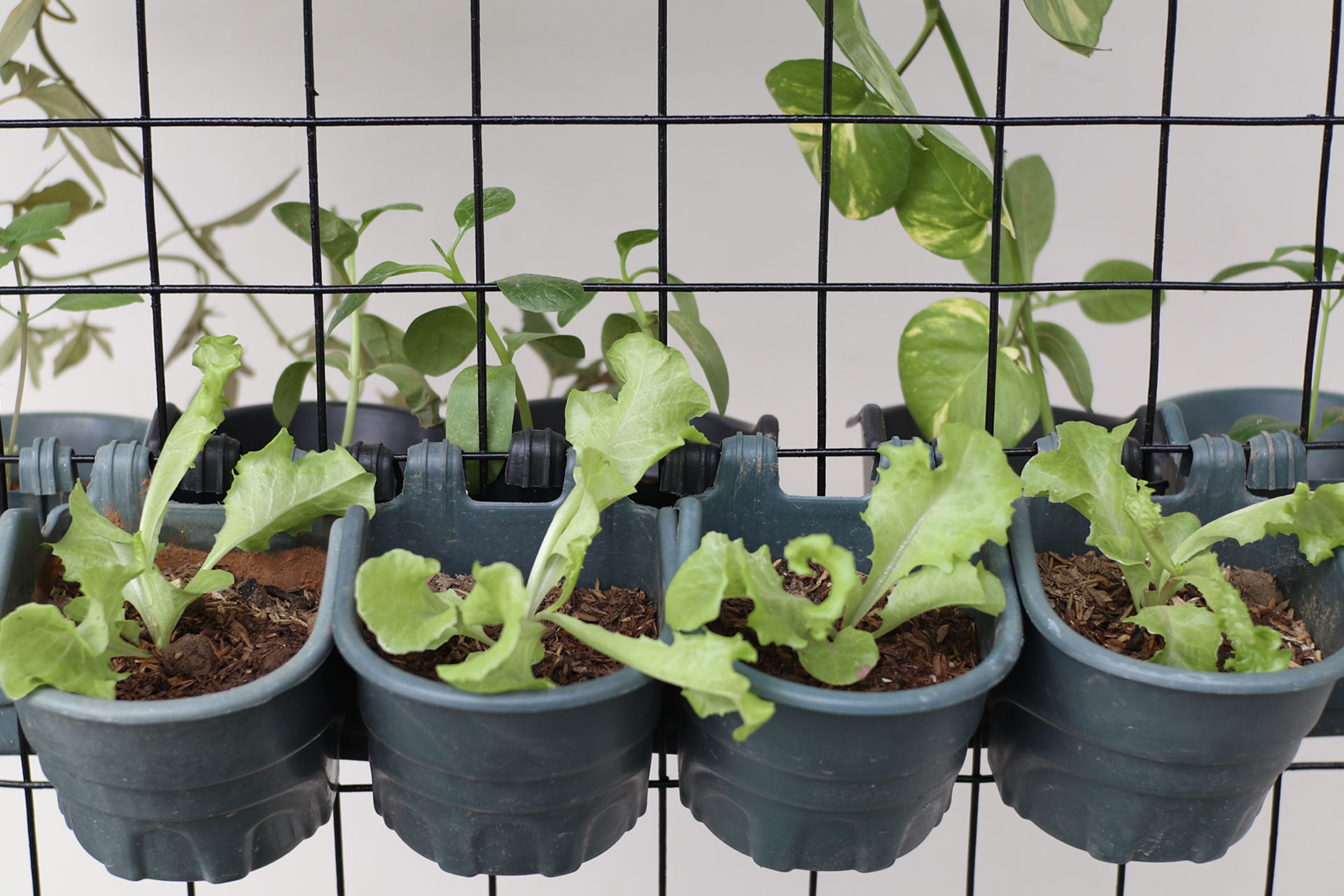 Plant Seedling Farming – Greens and Vines