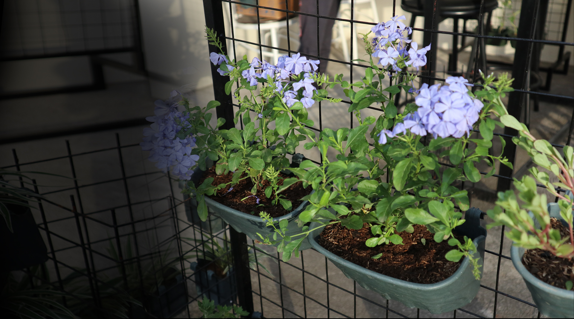 Movable Plant Holders – Greens and Vines